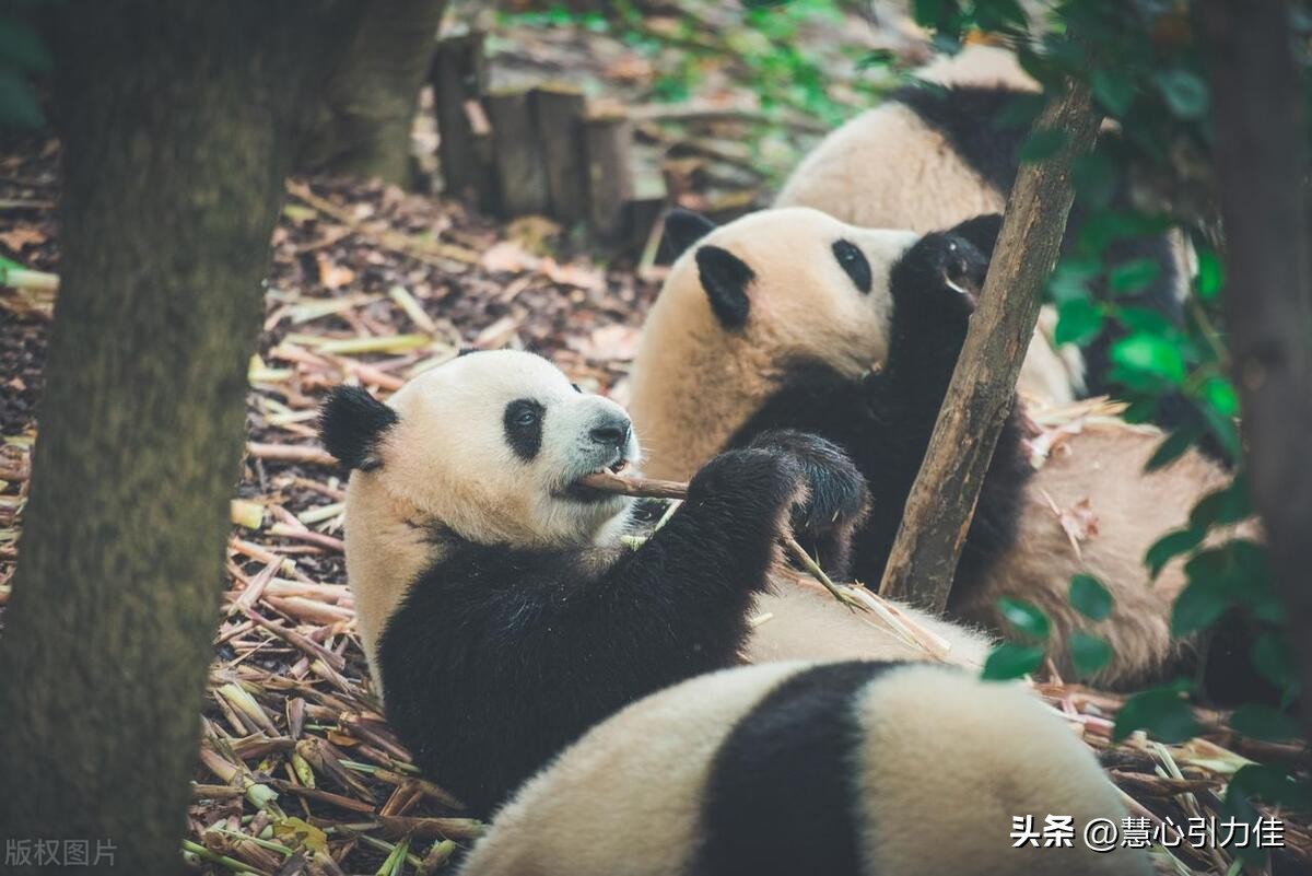 The wild giant panda mating is watched by the whole network: the male ...