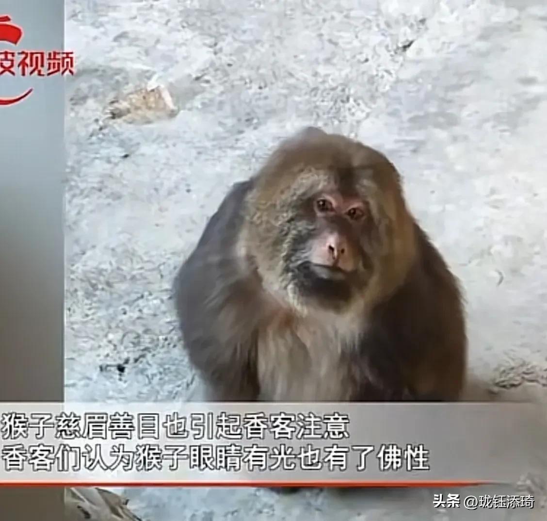 The one-armed monkey has become a mascot due to misfortune - iNEWS