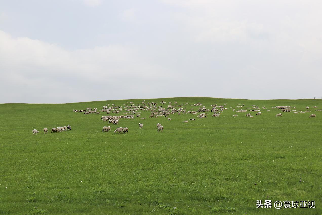 "Eighteen Monsters of Inner Mongolia" You said that cattle are not ...