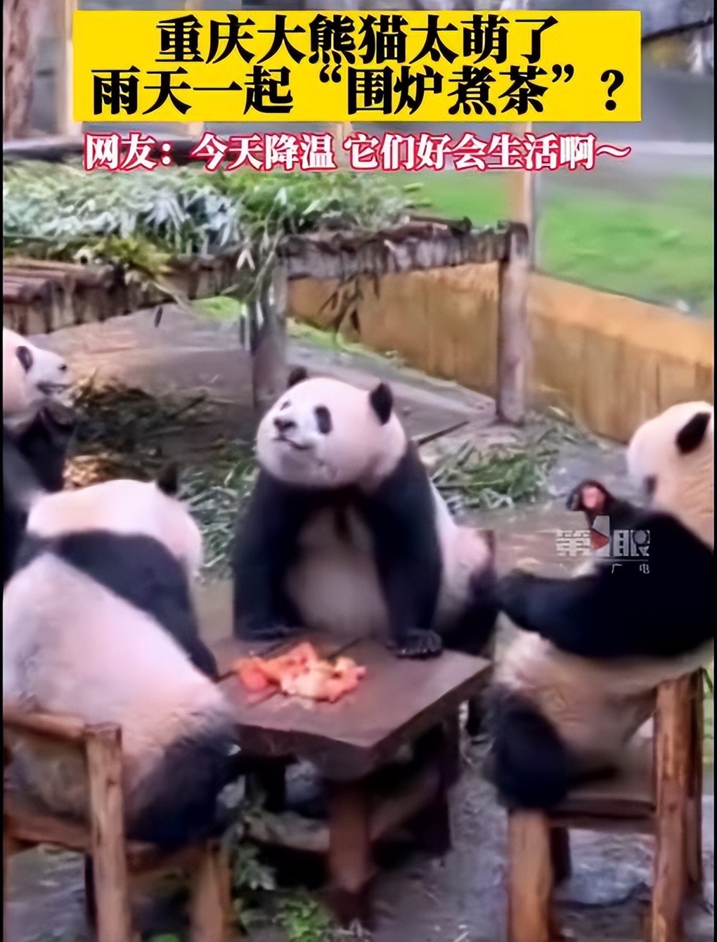 Four giant pandas gather at a table like playing mahjong, inheriting ...