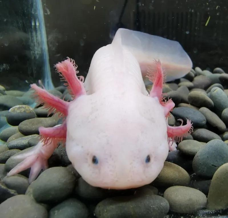 The world is full of wonders. Beautiful hexagonal dinosaur fish ...