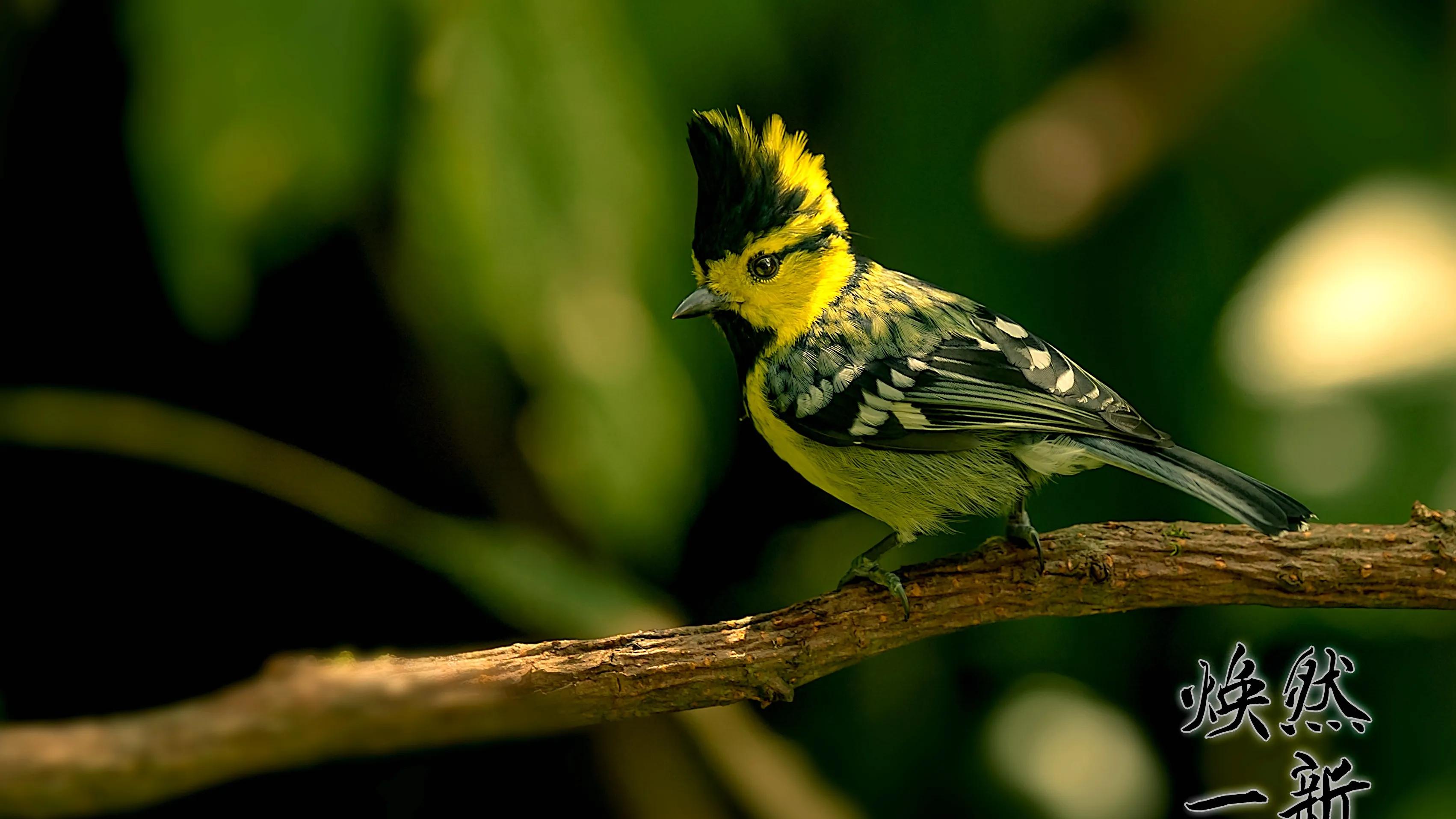 Yellow cheek tit 0865 - iNEWS