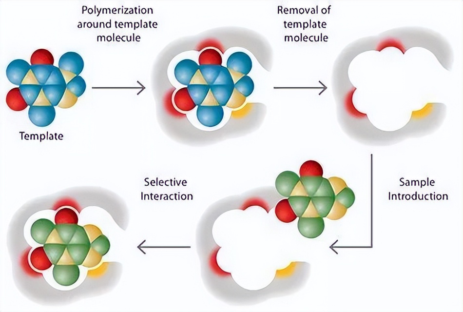 Molecularly imprinted polymer particles created using droplet-based ...