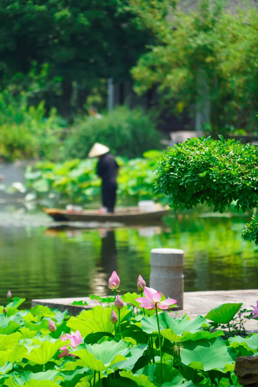 The 2023 Taicang Lotus Appreciation Map is here! - iNEWS