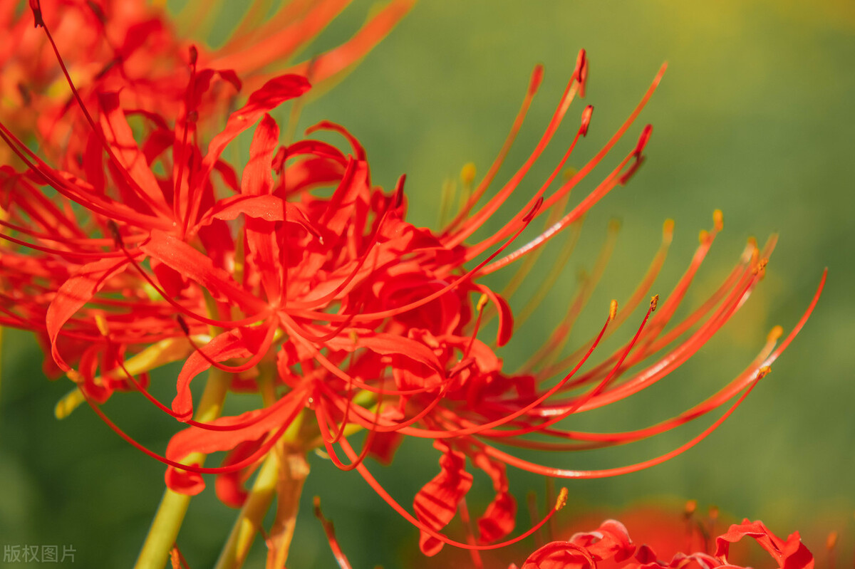 Do you know the meaning of Higan Flower? - iNEWS