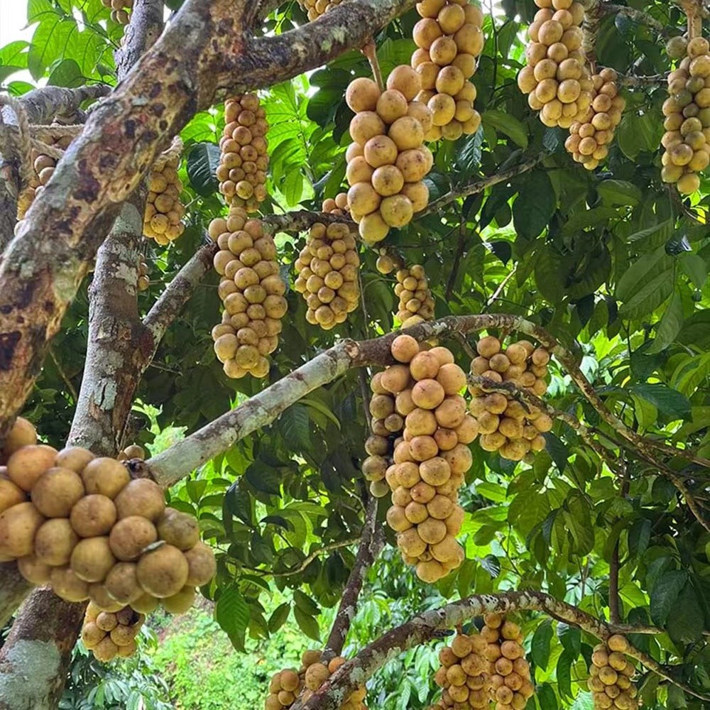 The 18-ton fruit plane is sent directly to Hema by Thai officials: the ...