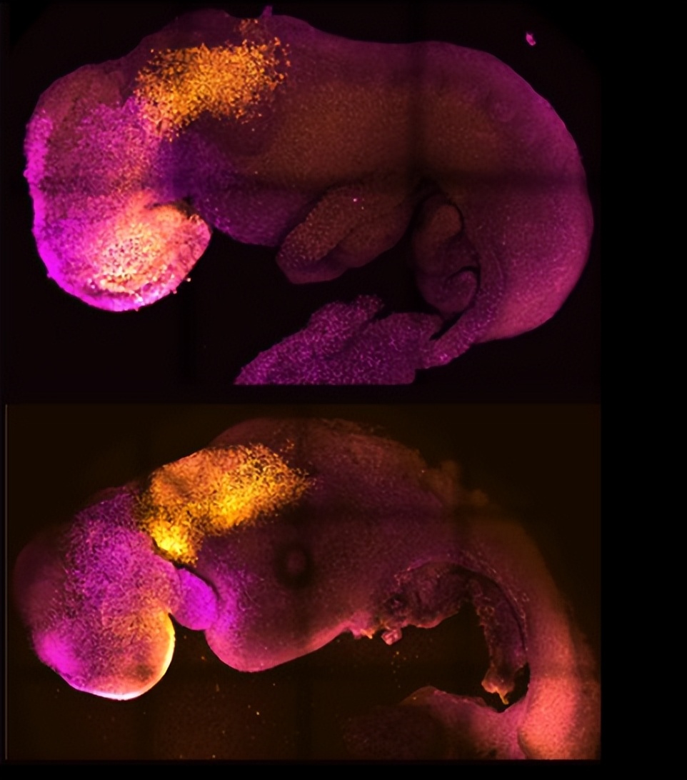 Taking the crown of embryonic development, researchers use stem cells ...