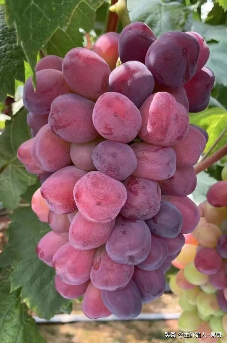 Queen Nina, romantic ruby, romantic red grape, who is the real king - iNEWS