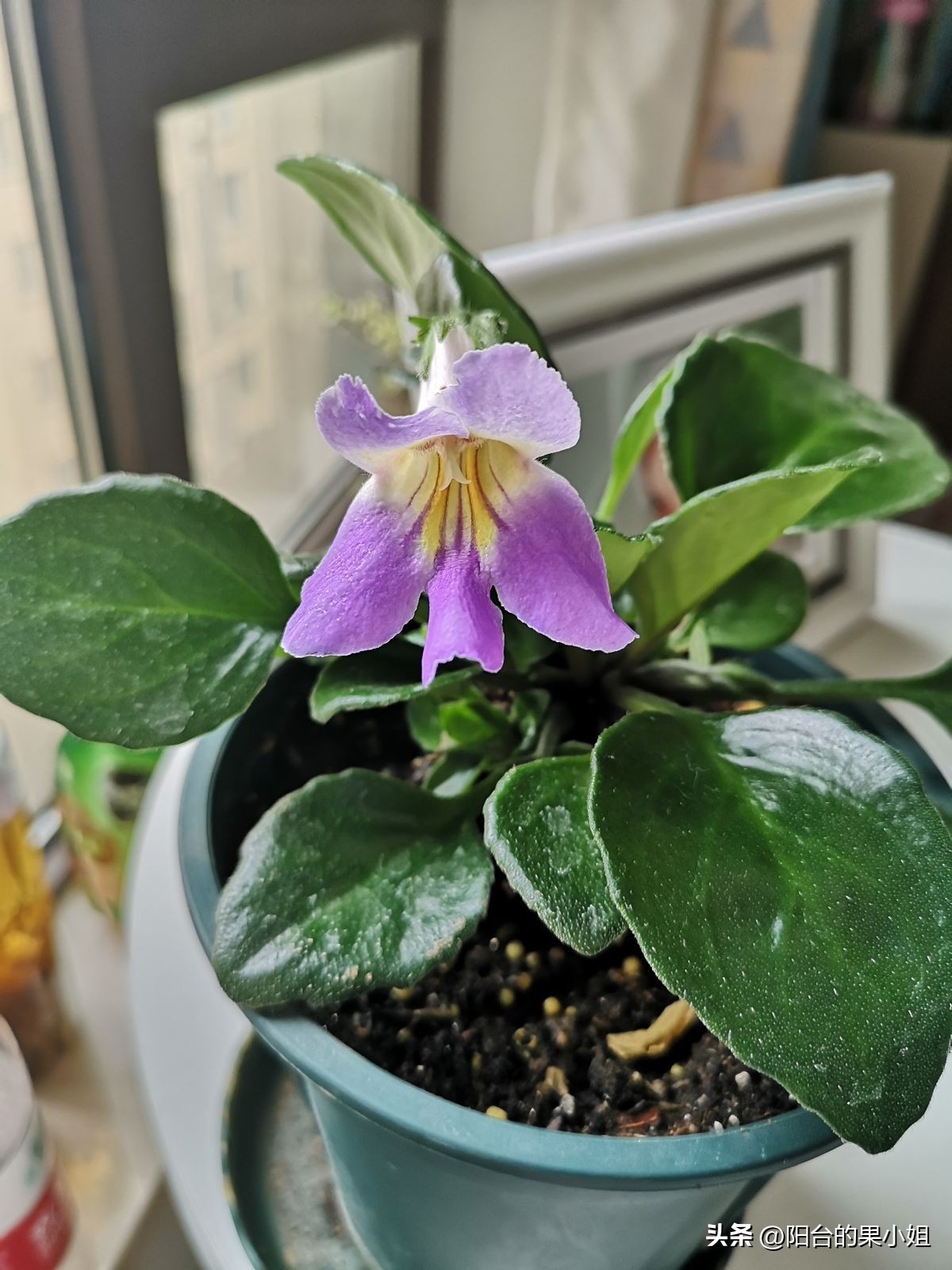 High-value flowering plants that can be grown in a closed room: African ...