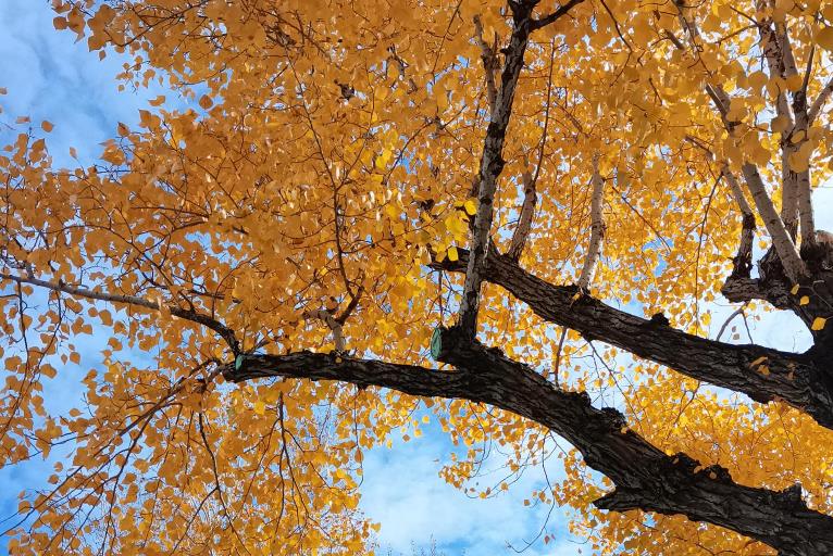 IPO Reference: Hongsheng Huayuan Reply to Audit Inquiry Fresh Drinks ...