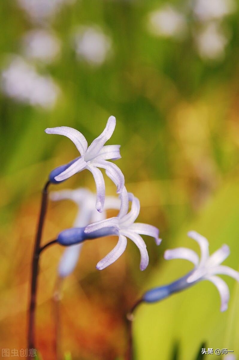 I think of Gu Cheng again, a fairy tale poet - iNEWS