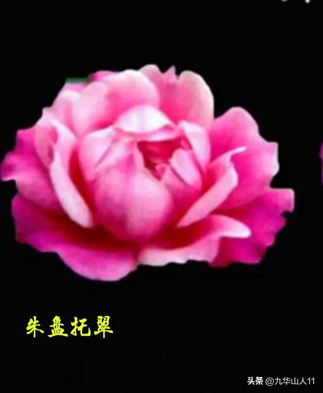 Brief Introduction of Ancient Chinese Rose Varieties (7) - iNEWS