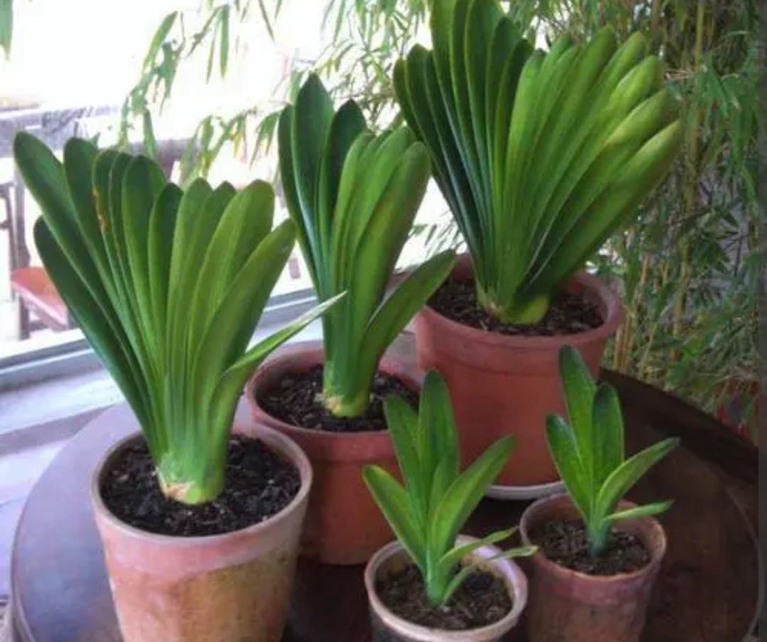 When changing the pot for Clivia, 4 key points must be done well ...