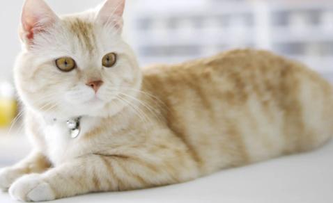 How is feline mammary gland hyperplasia treated?What are the symptoms ...