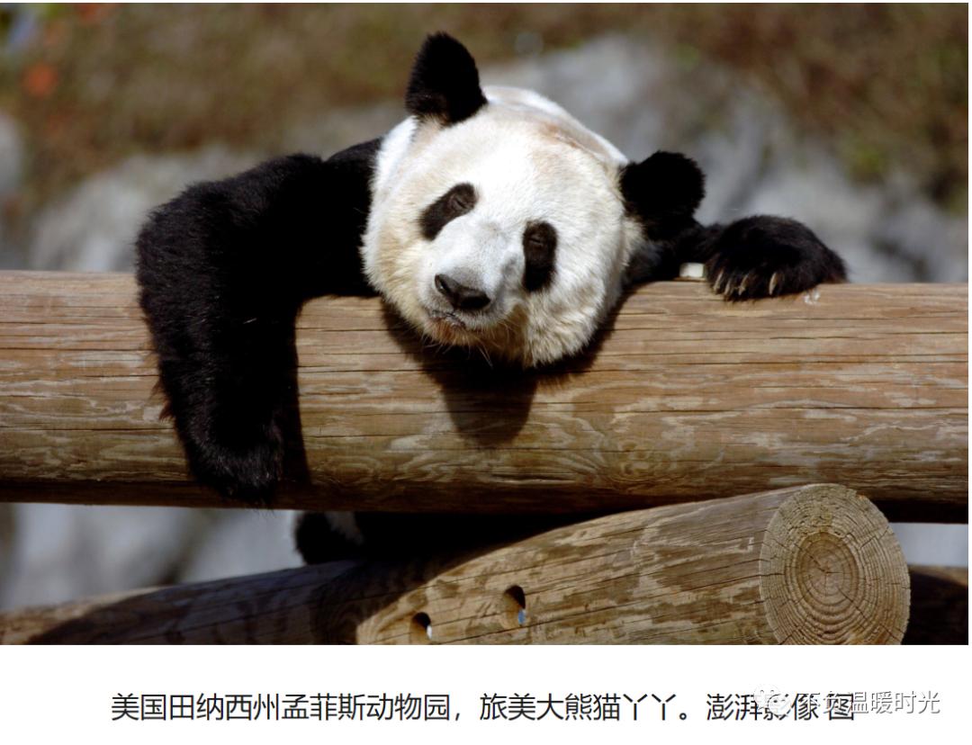Happy birthday to giant panda Yaya - iNEWS