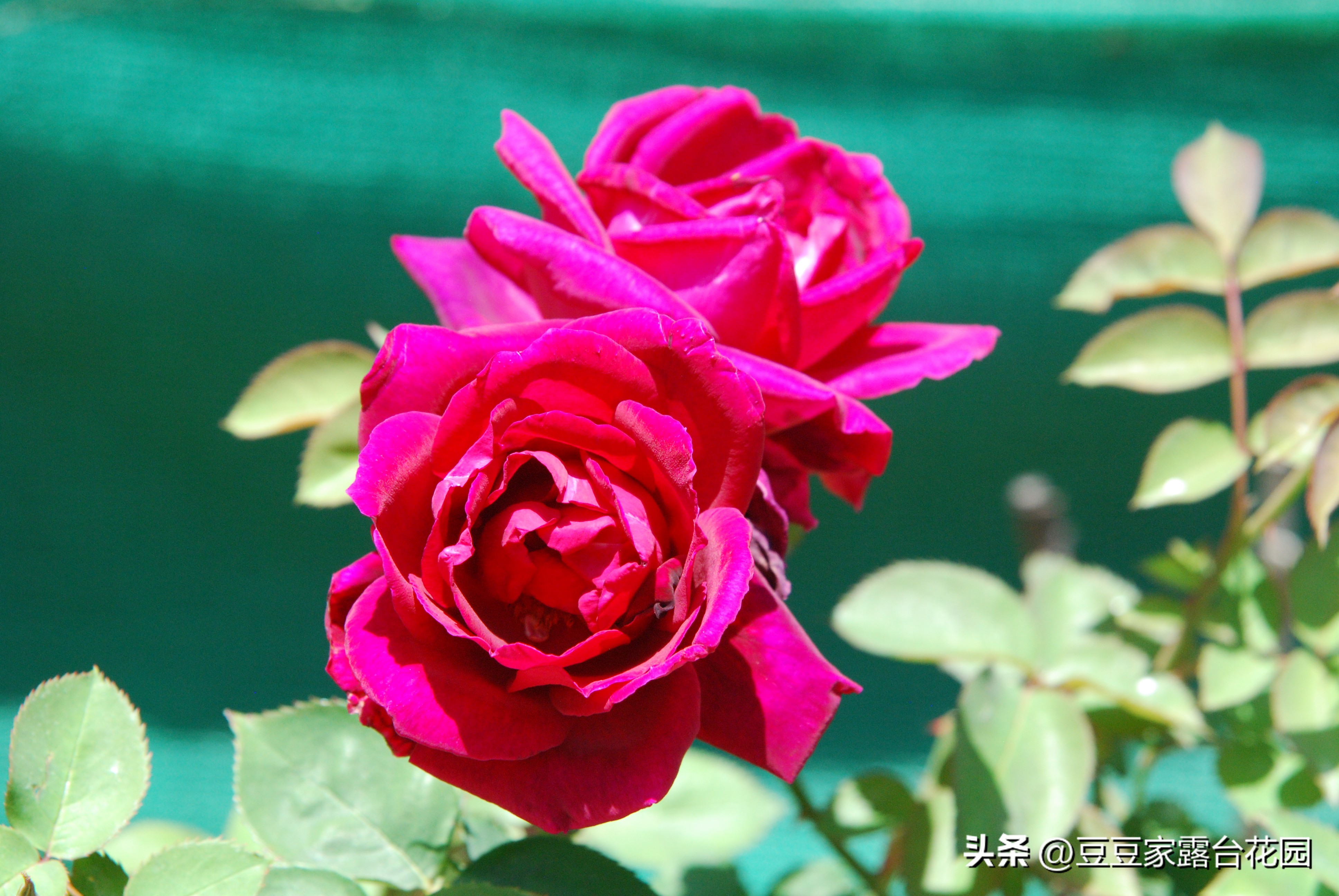Chinese rose one by one ancient Chinese rose purple velvet - iNEWS