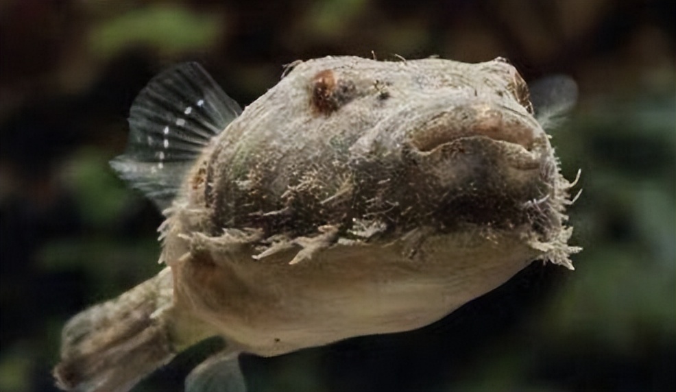 A complete collection of dog head fish species, freshwater puffer fish ...