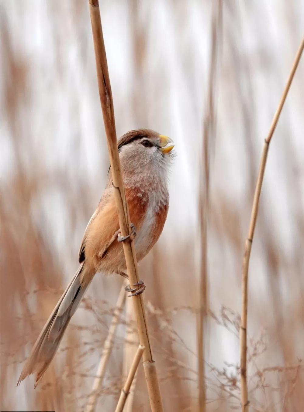 Winter birds all fly for joy - iNEWS