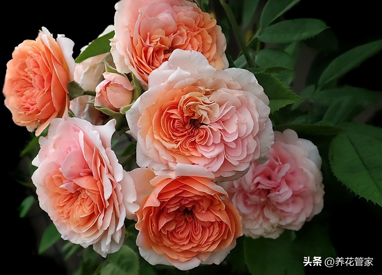 30 Chinese rose gardens, so beautiful - iNEWS
