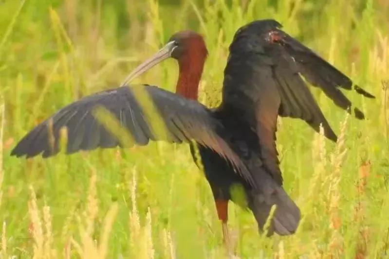 The colorful ibis, a first-class national protected animal, appeared in ...