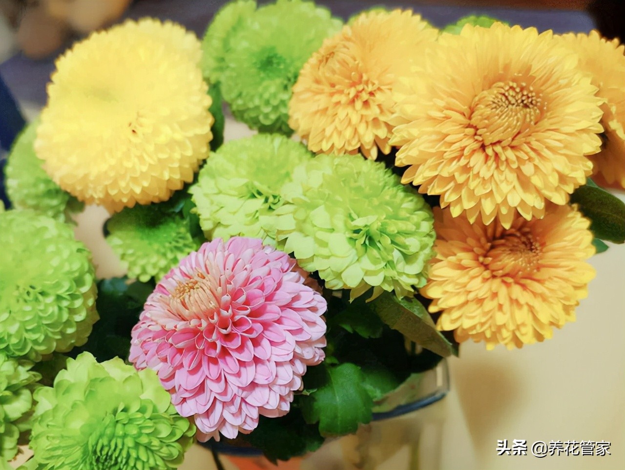 Ping pong chrysanthemum, the best chrysanthemum!Remember 5 points, the ...