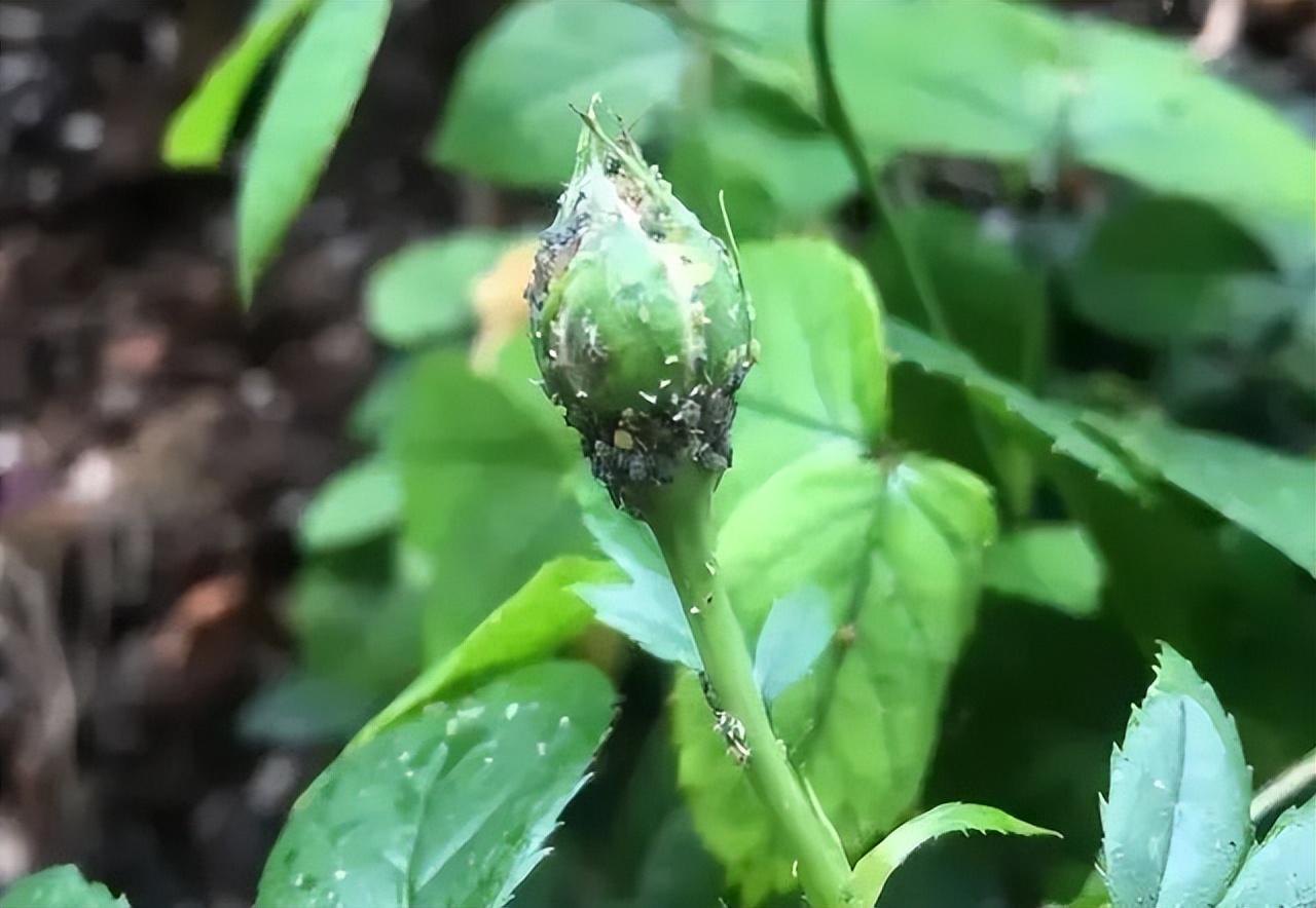The new leaves of rose flowers curl? It turned out to be these reasons ...