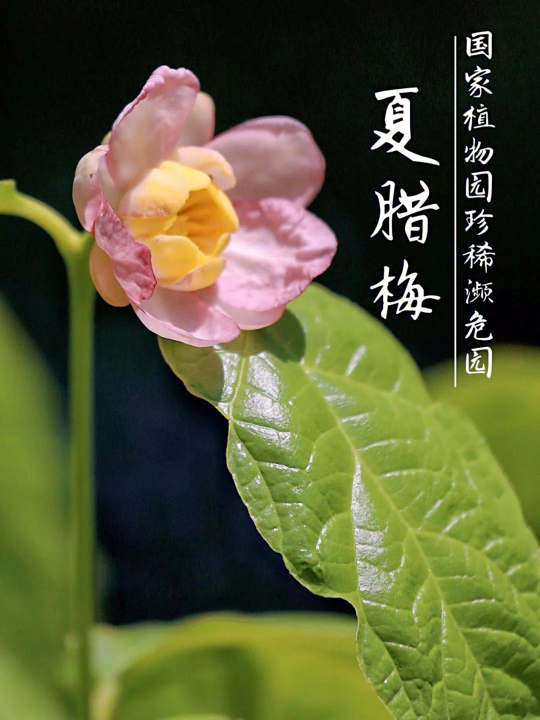 Original Flowers · Wintersweet · - iMedia