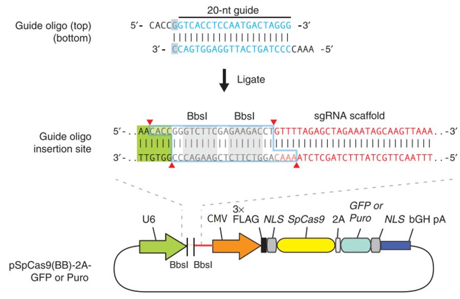 CRISPR/Cas9 technology application of gene knockout - iNEWS