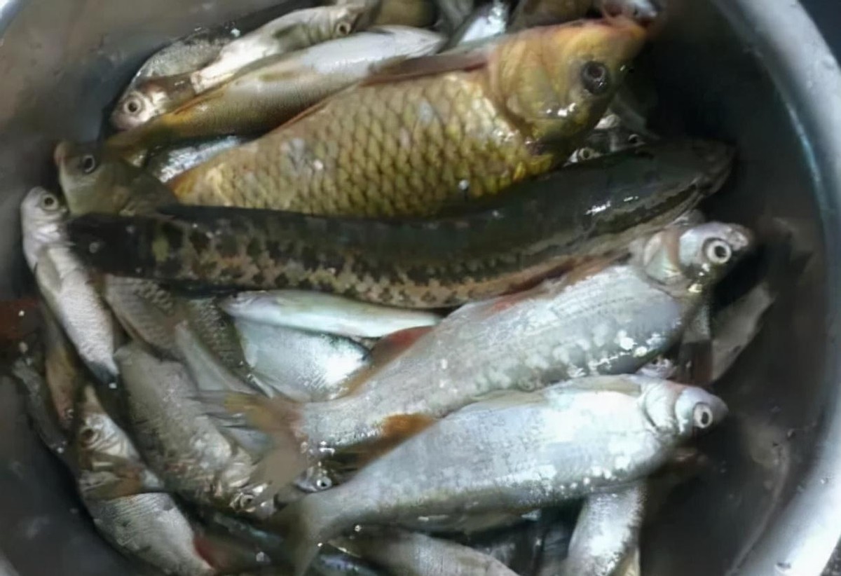 Please stop eating these 4 kinds of fish, as they may contain ...