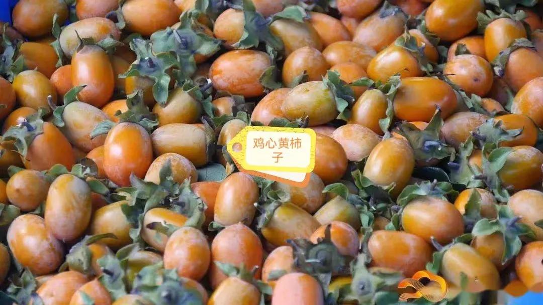 Top 10 Most Delicious Persimmons in China - iNEWS