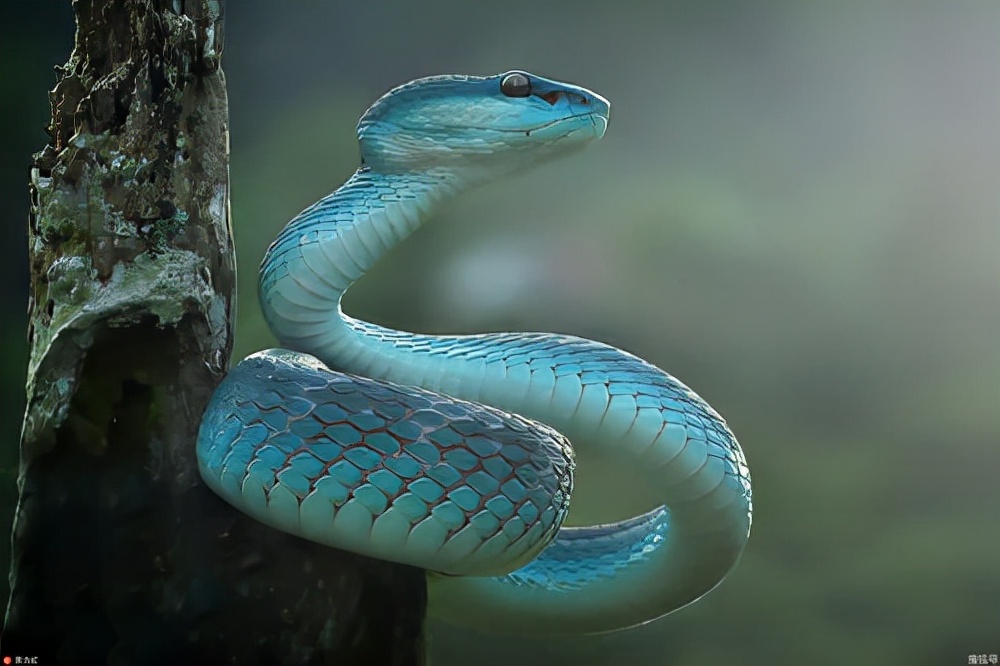 The rarest and most precious snake in the world - iNEWS