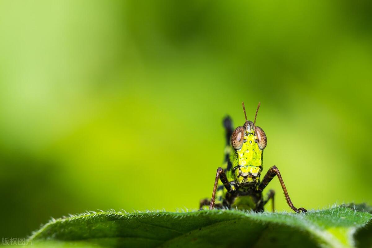 Why do grasshoppers vomit blood when caught? What happened to the grasshopper vomiting blood? Is ...