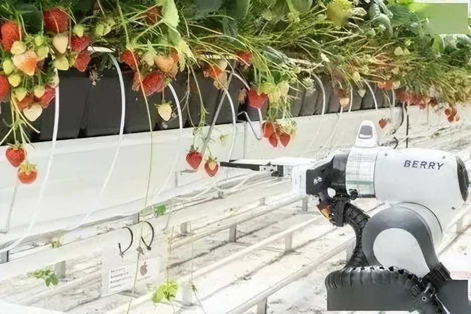 Strawberry automatic picking robot will be put into production in 2023! - iNEWS