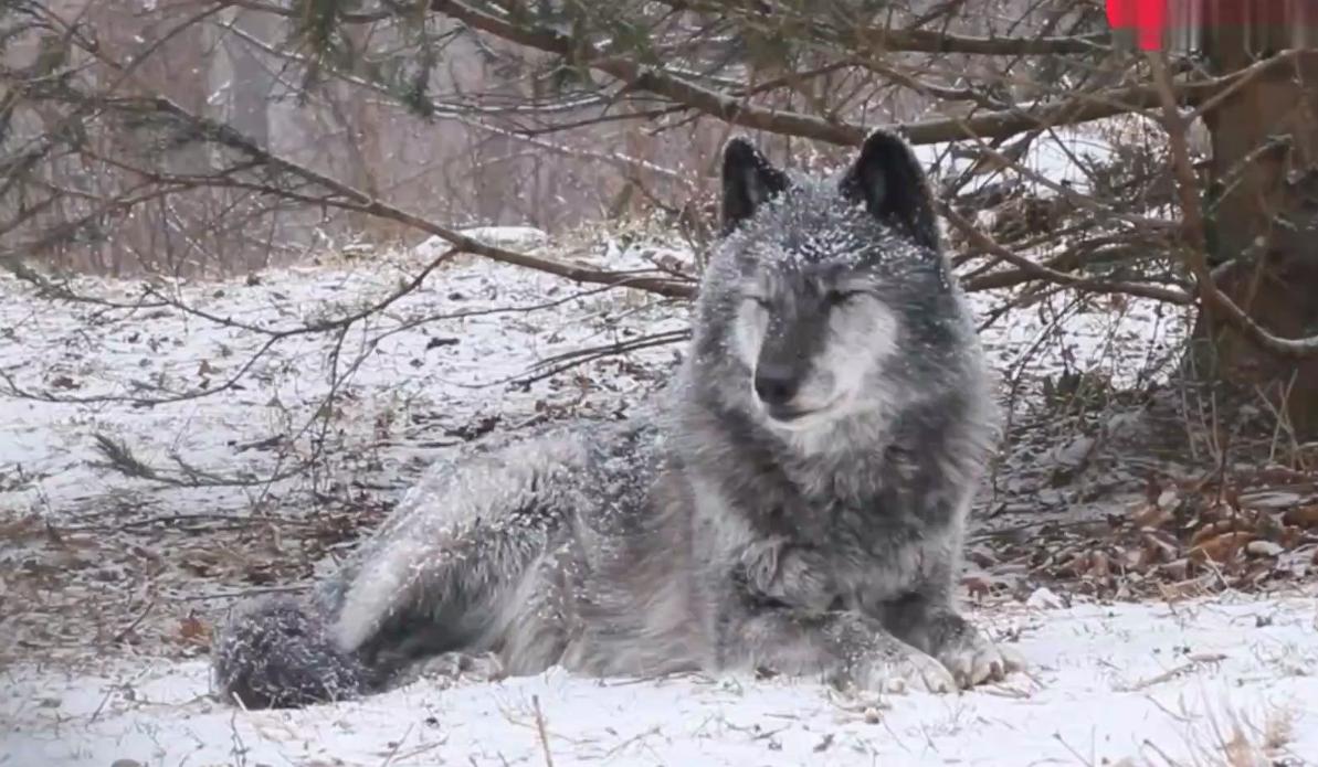 The North American gray wolf is a large carnivore with a range ...