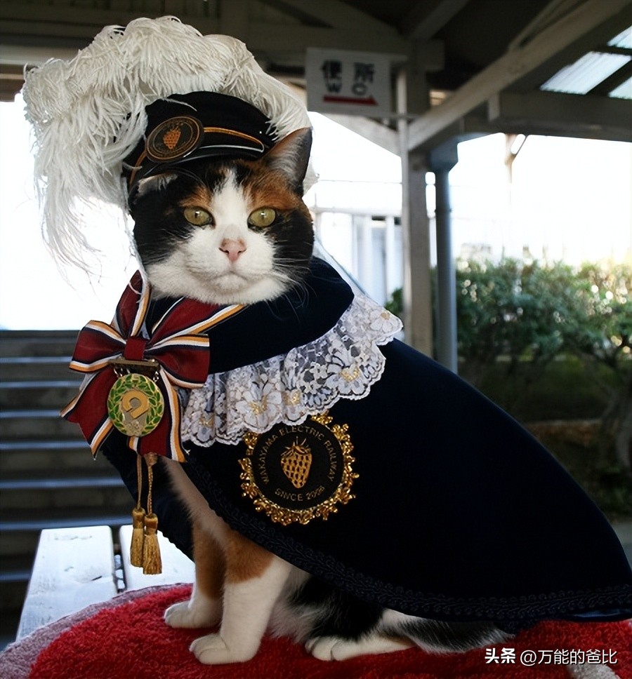 Ready to travel?Here are the most popular places to meet cats in Japan ...