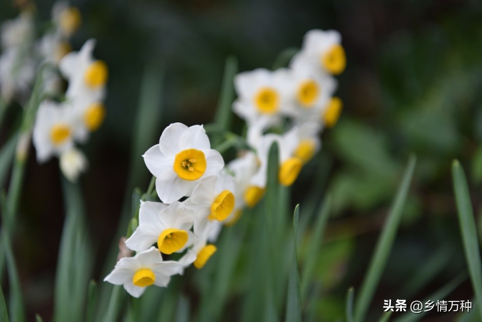 December Flower Tips: Daffodils - iNEWS