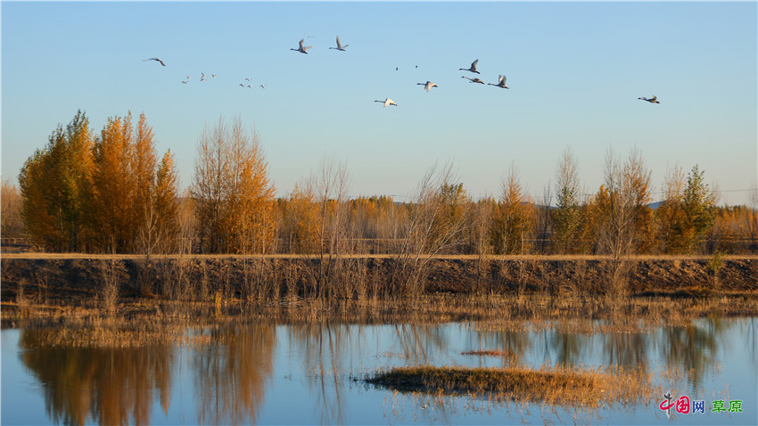When the migratory birds head south again, the swans flit across the ...