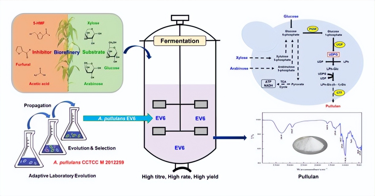 Pullulan Biosynthesis Based on Inexpensive Substrates - iNEWS