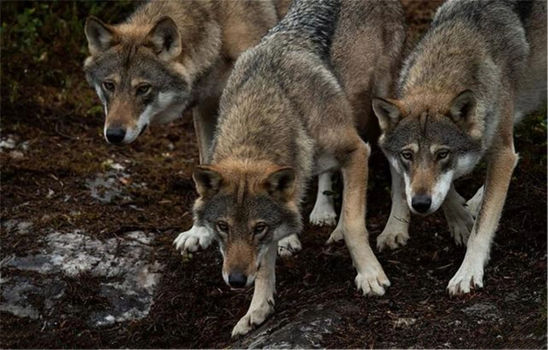 4 wolves were staring at the flock of sheep, the snow leopard rushed to ...