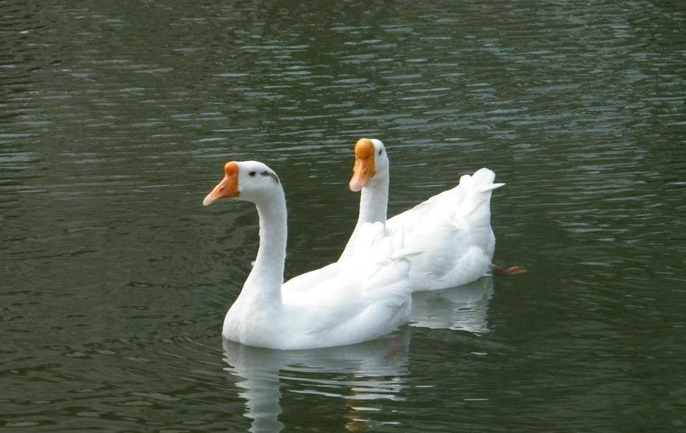 What are the biological characteristics of geese? - iMedia