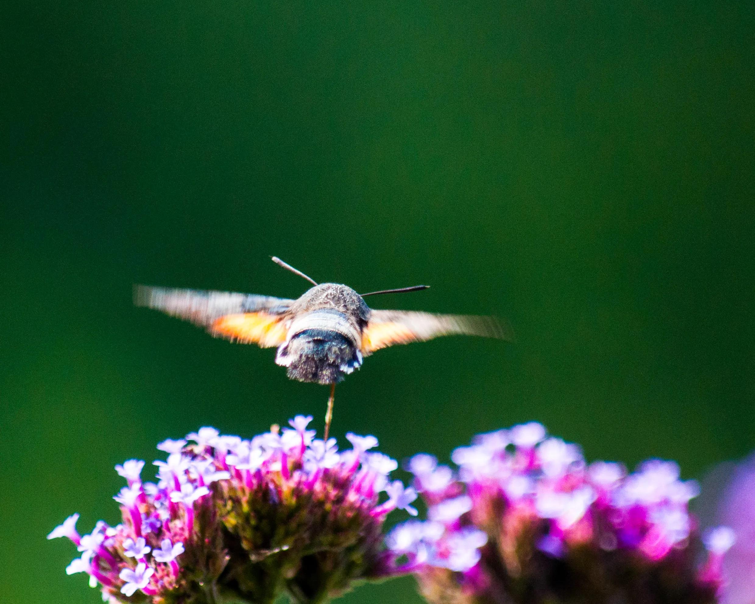 A group of large fluttering moths - hummingbird hawk moths photographed ...