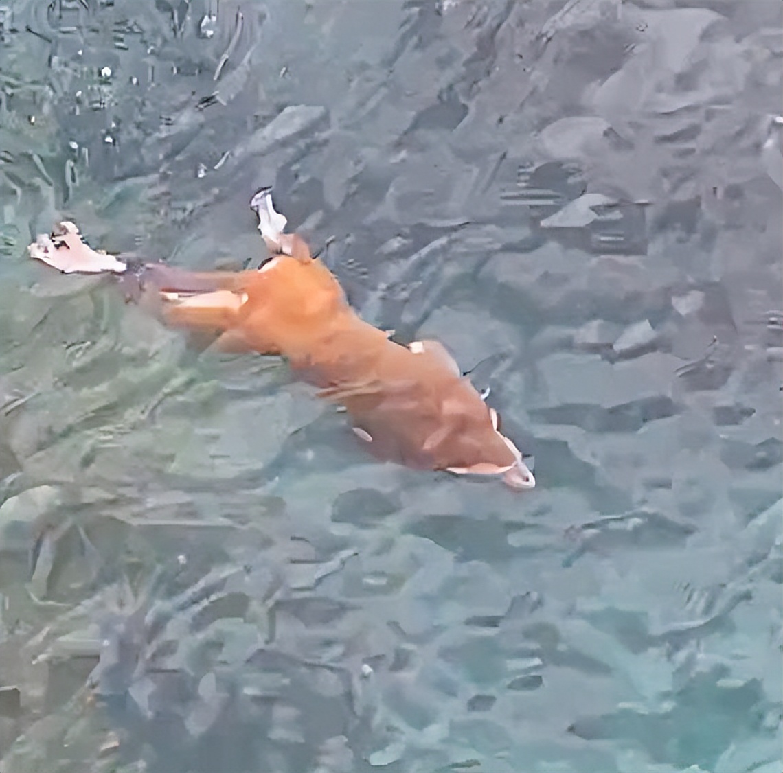 Sanya man photographed monkey diving and catching fish in the sea, and ...