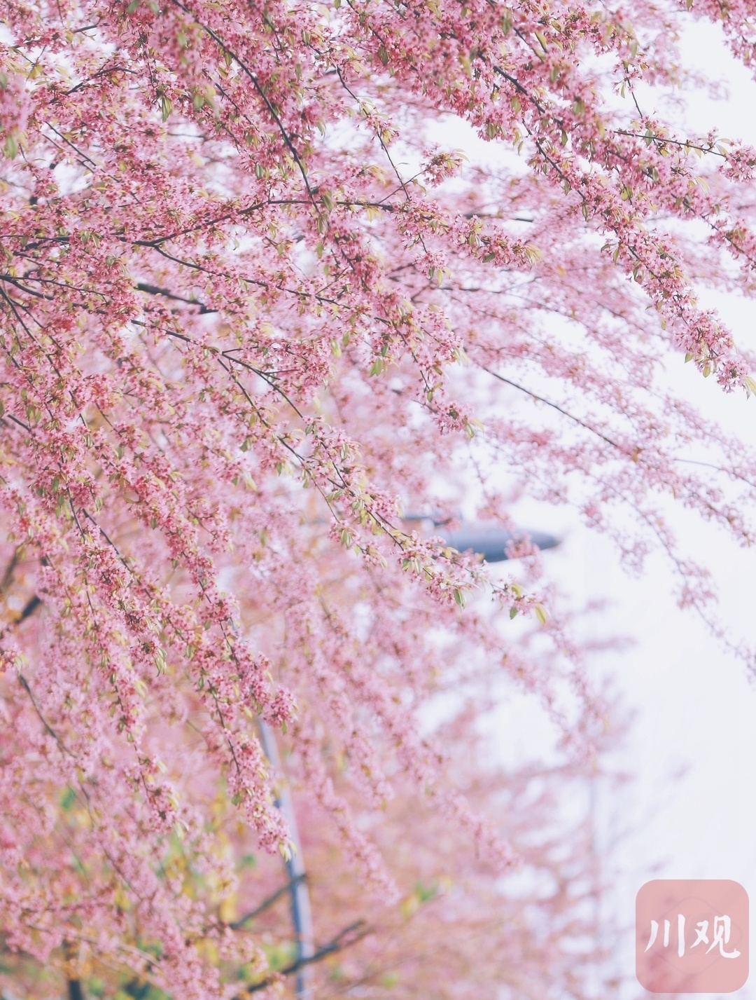 Spring is blooming in Chengdu, and a "spring roaming" begins - iNEWS