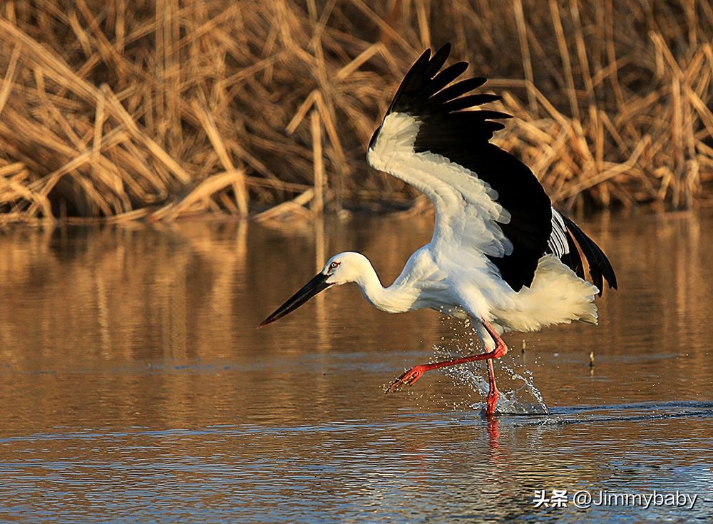The legend of the national bird of the world: the white stork of ...