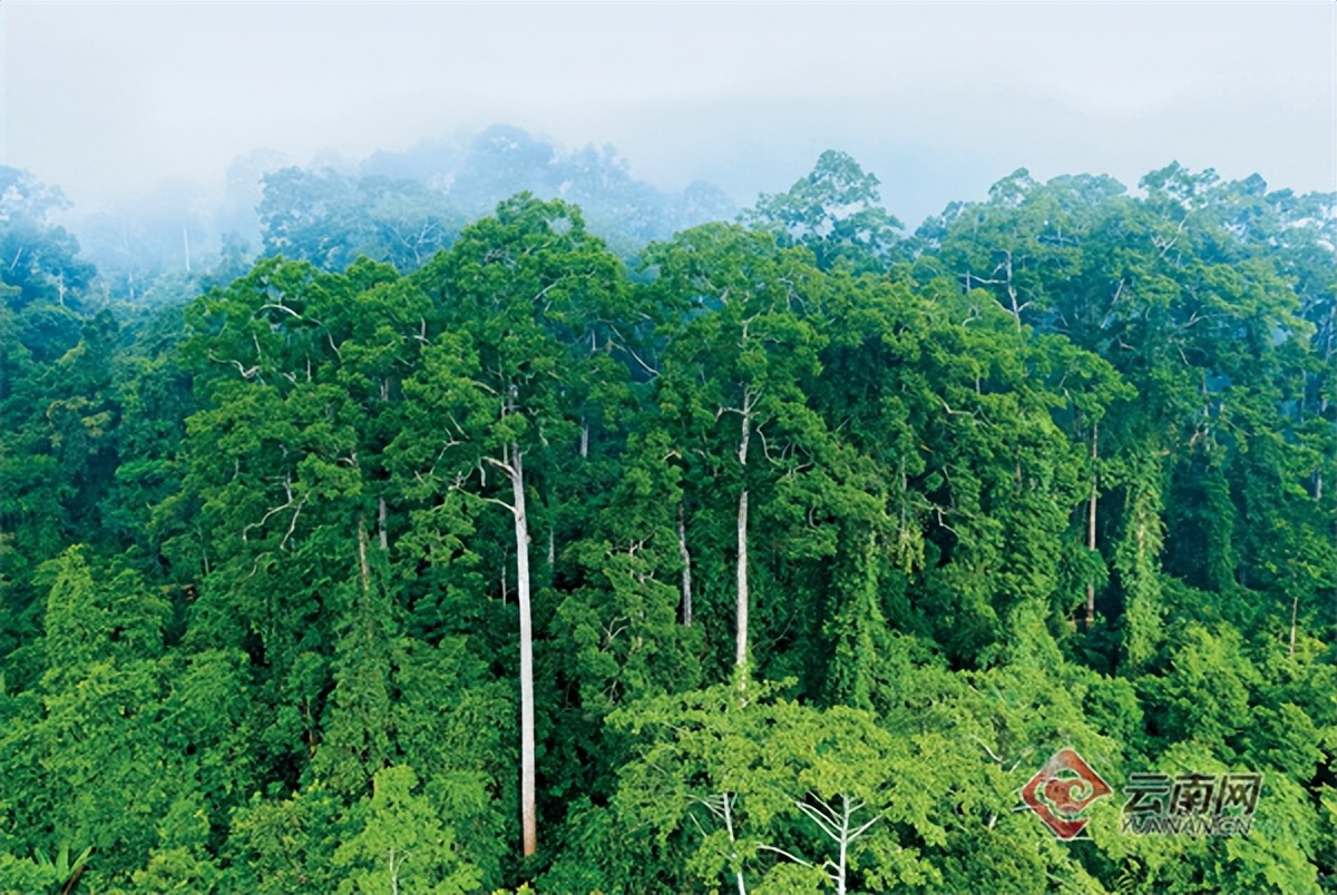 Walk into Xishuangbanna and go to a rainforest event full of spring ...