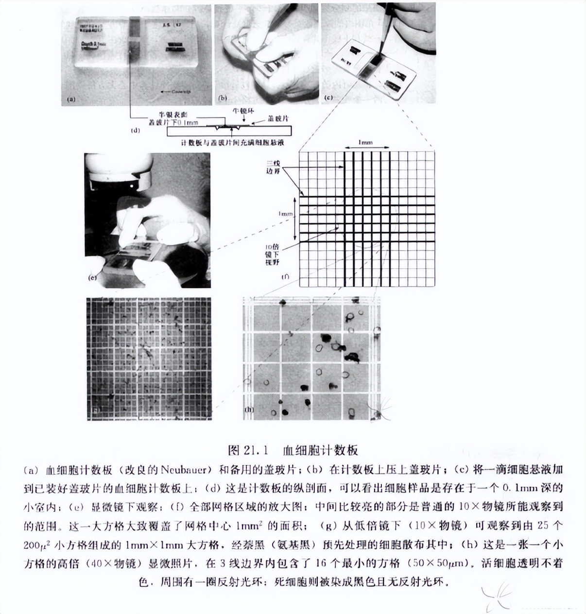 Cell Counting Experiments with a Hemocytometer - iNEWS