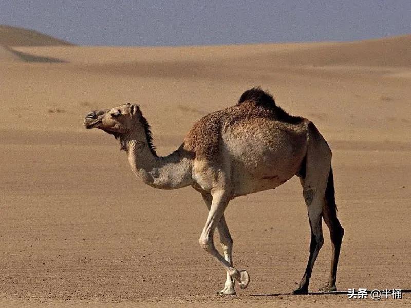 What are the natural enemies of camels?Why is it so rare to hear of ...