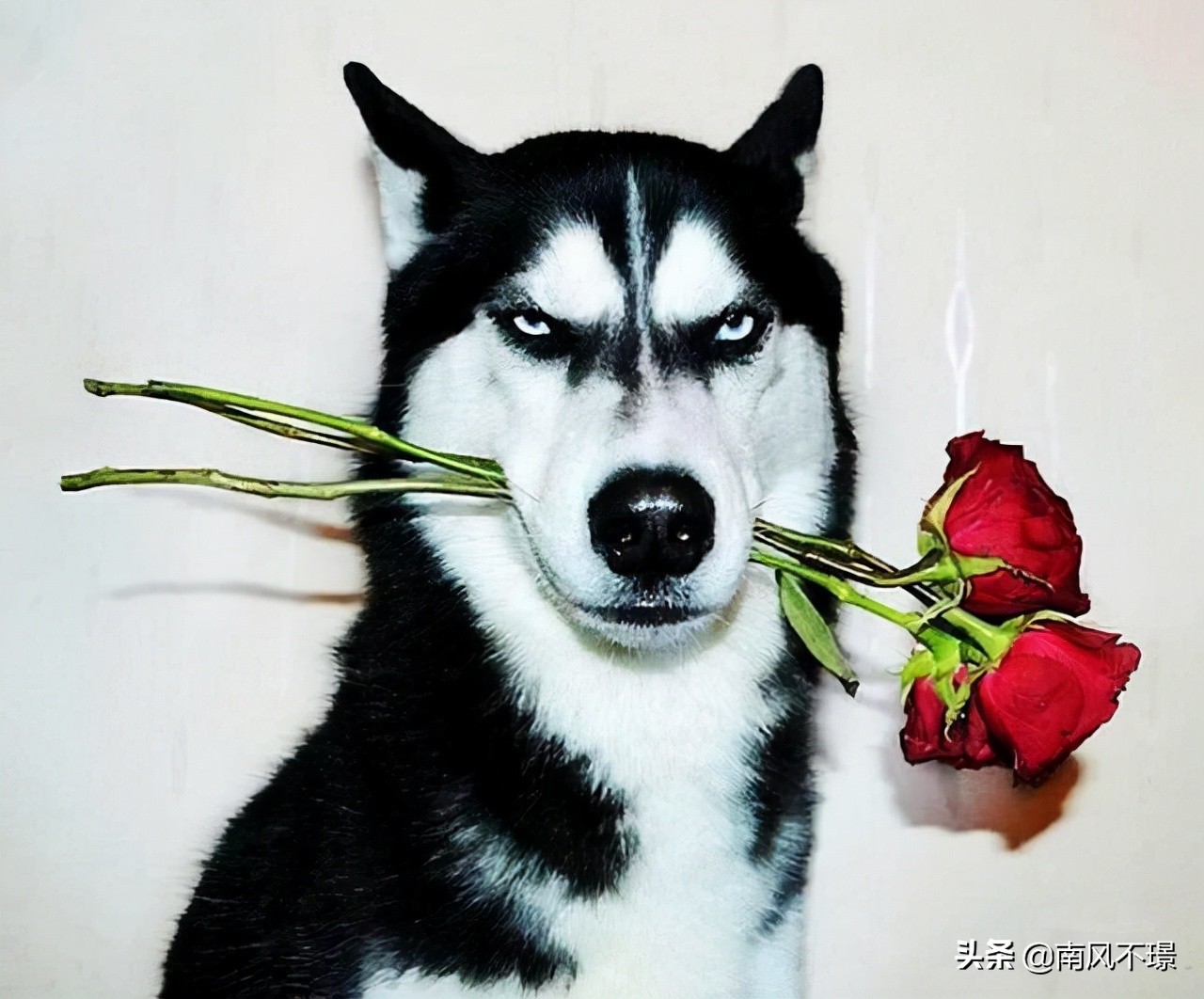 As the saying goes, "Huskies in dogs, Turkey in the country", what ...