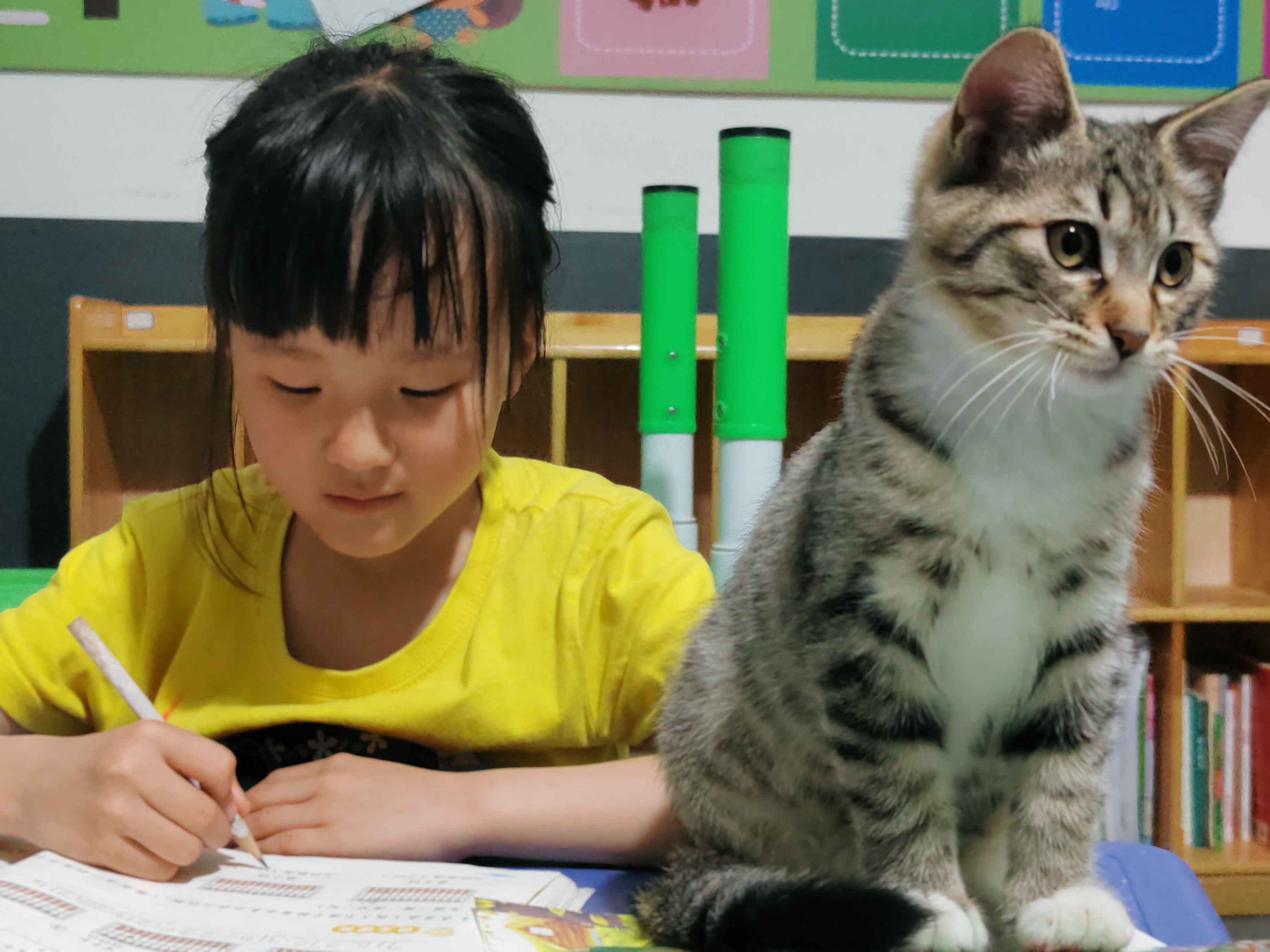 Campus Star Cat: The touching story of bravely breaking into the ...