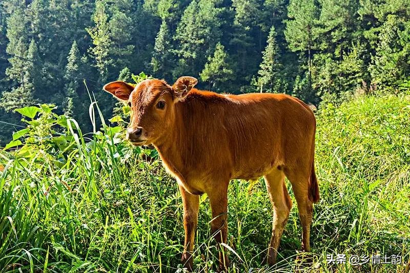 Chen Cang: Cow always regurgitates the vast life without words - iNEWS